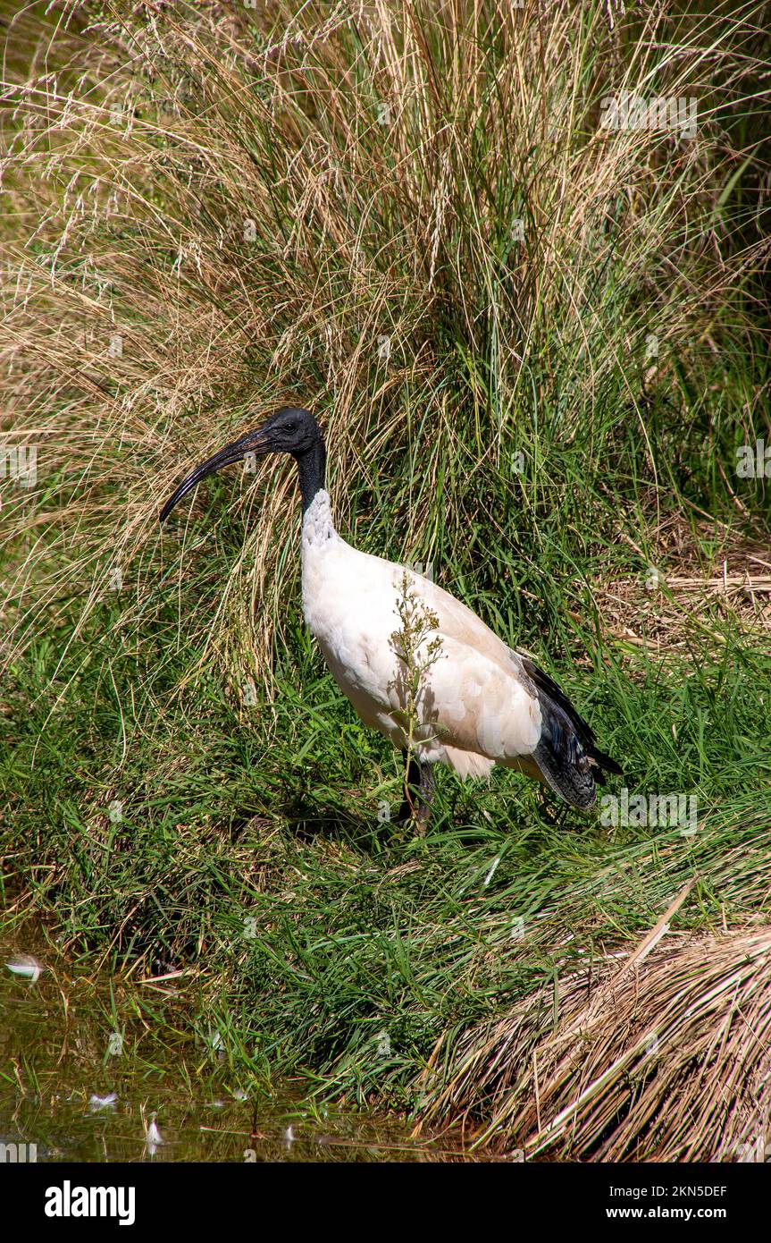 Orange Australia, white ibis in grass beside lake Stock Photo - Alamy