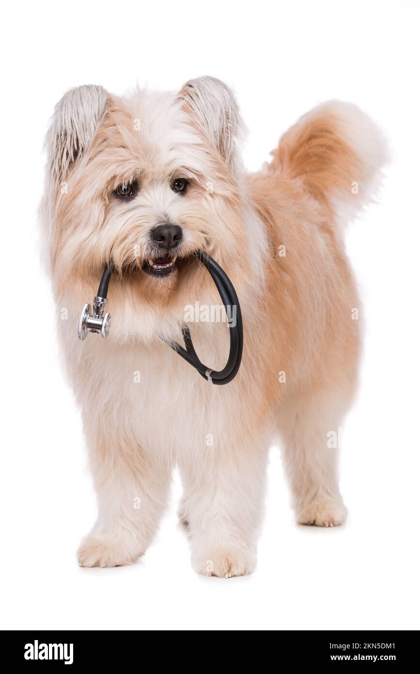 Elo dog with stethoscope isolated on white background Stock Photo - Alamy