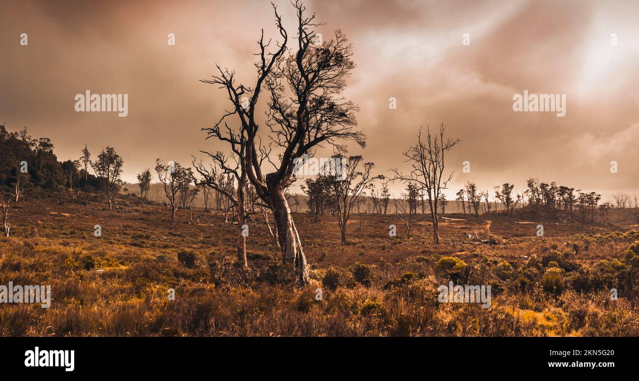 Dead tree in an australian landscape scene hi-res stock photography and ...