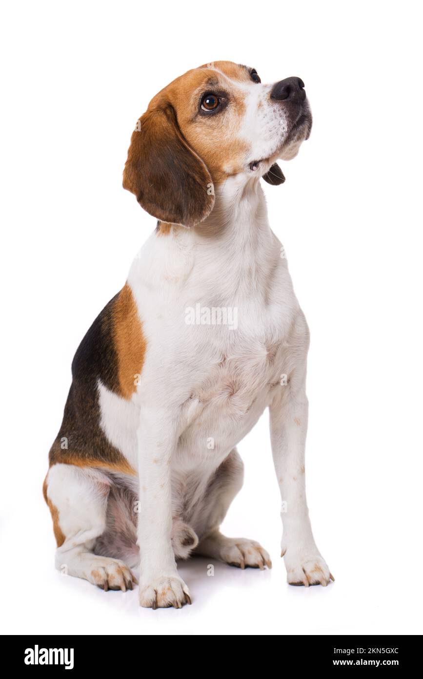 Adult beagle dog isolated on white background Stock Photo - Alamy