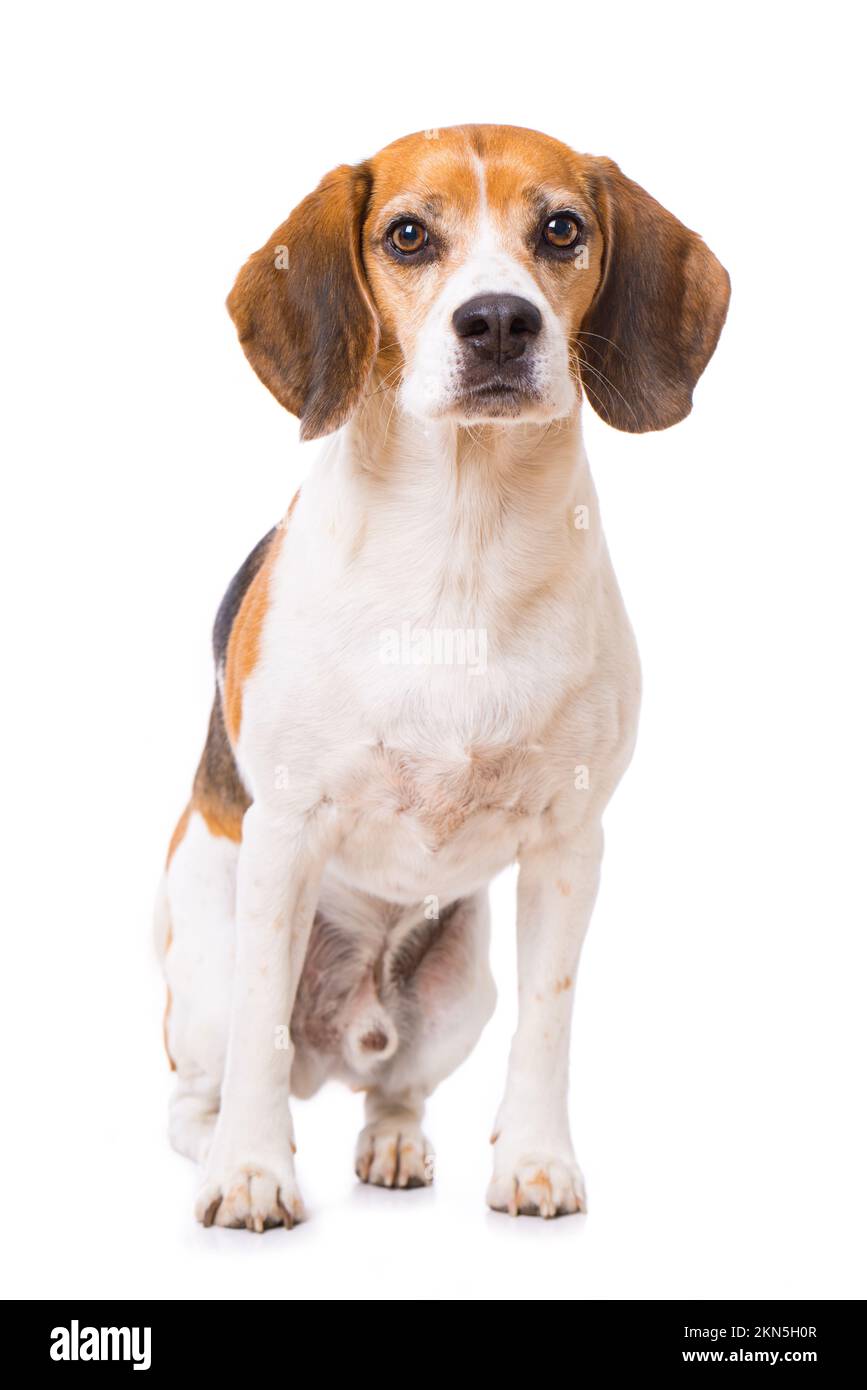 Adult beagle dog isolated on white background Stock Photo - Alamy