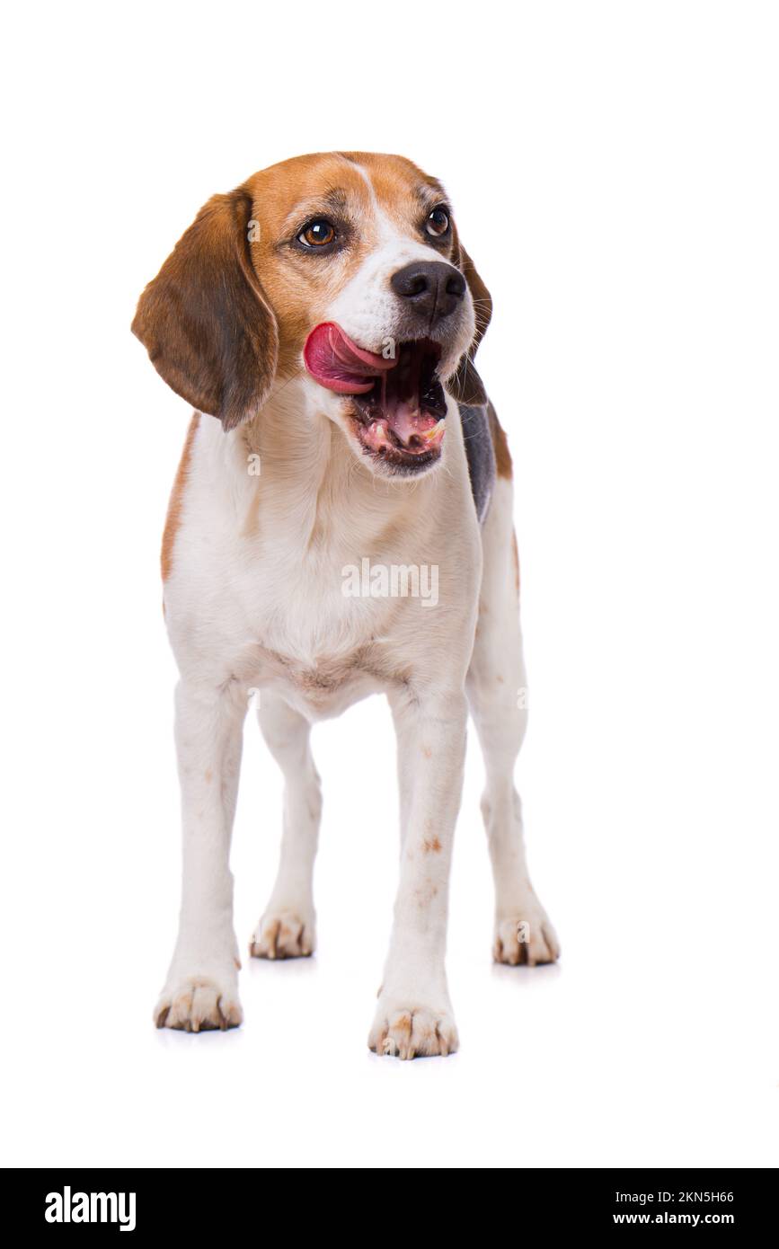 Adult beagle dog isolated on white background Stock Photo - Alamy