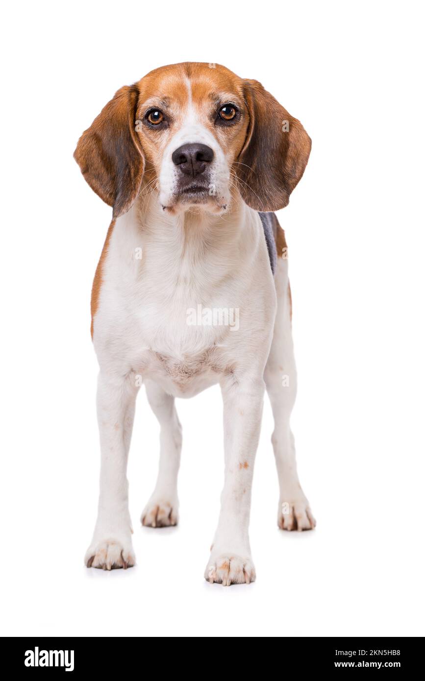 Adult beagle dog isolated on white background Stock Photo - Alamy