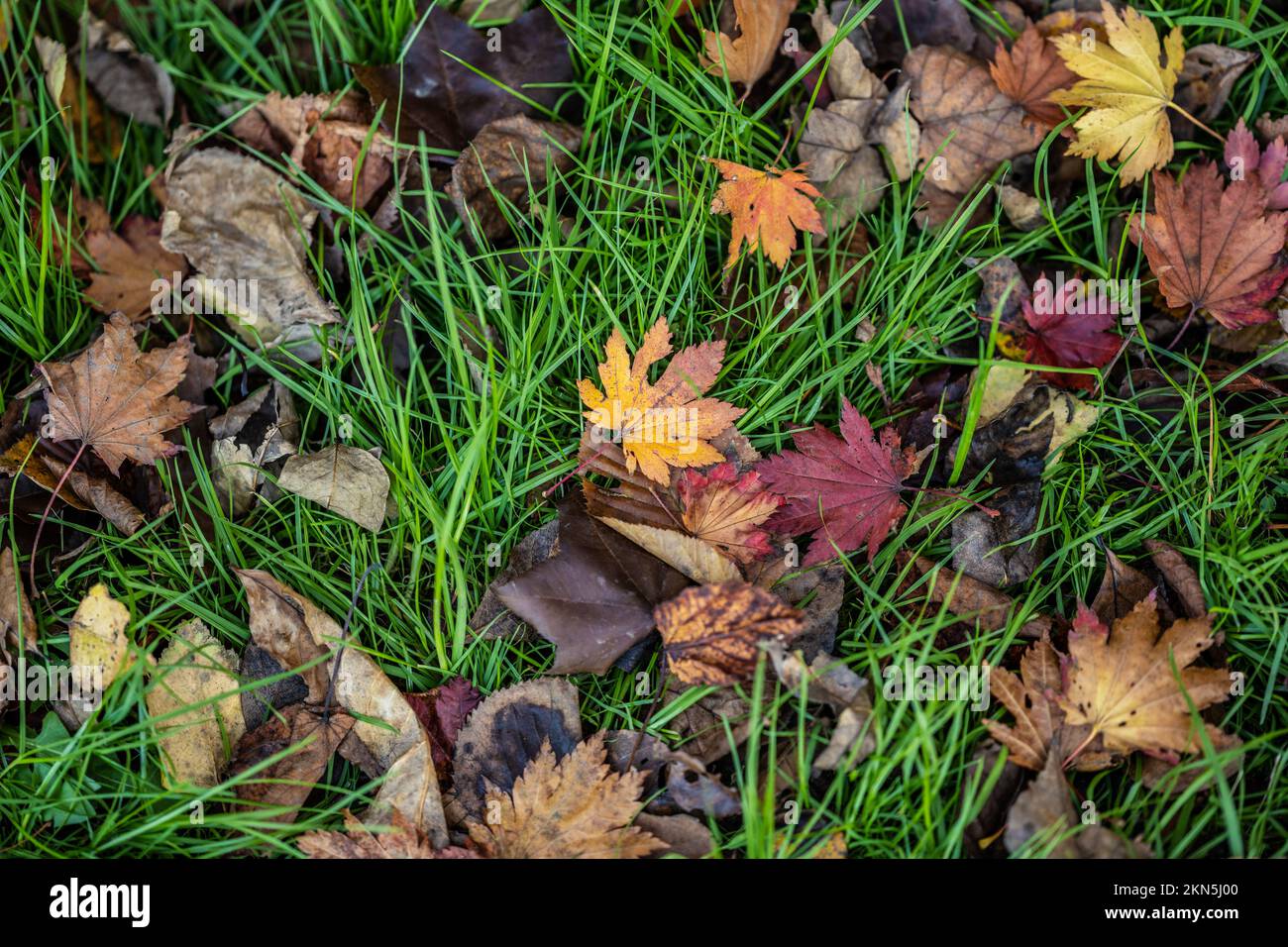 Autumn leaves closeup view - natural background Stock Photo - Alamy