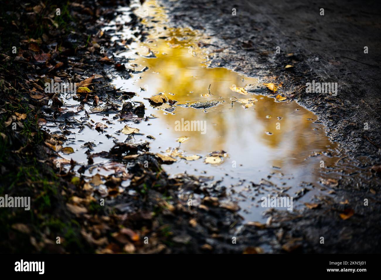 Sky and branches reflected in a puddle Stock Photo - Alamy