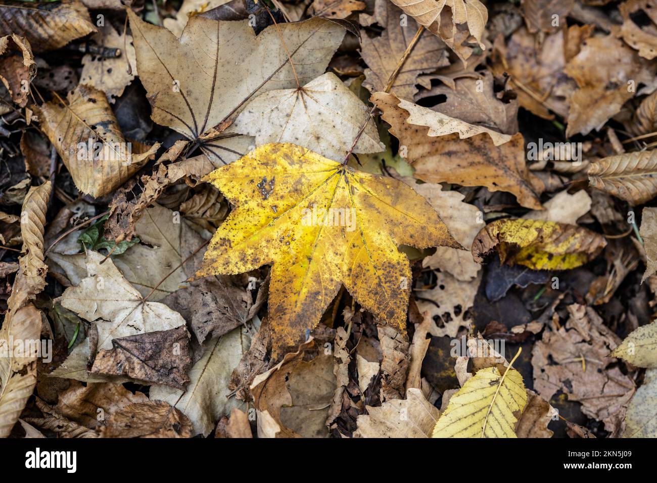 Autumn leaves closeup view - natural background Stock Photo - Alamy