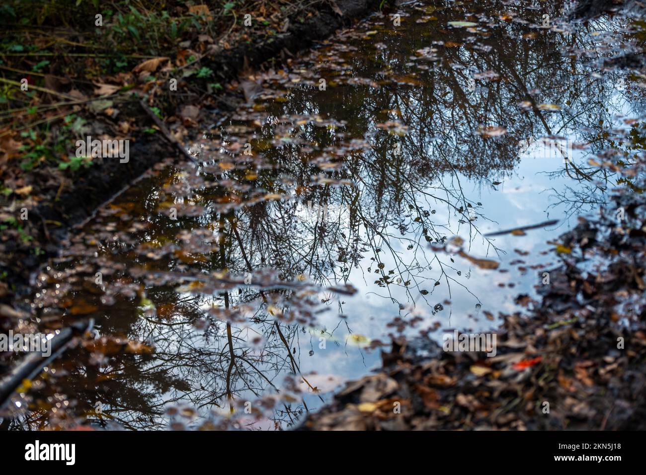 Sky and branches reflected in a puddle Stock Photo - Alamy