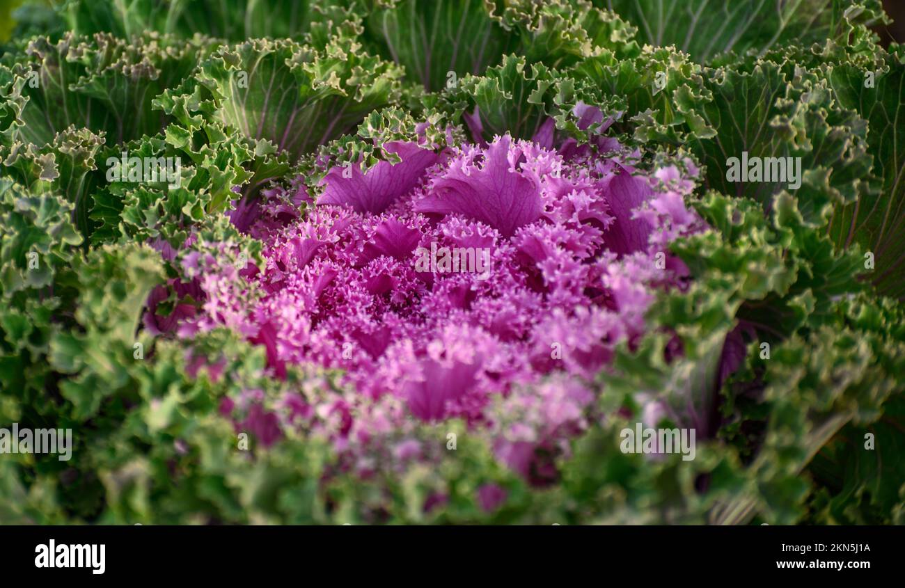 Decorative cabbage in garden. Selective focus Stock Photo - Alamy