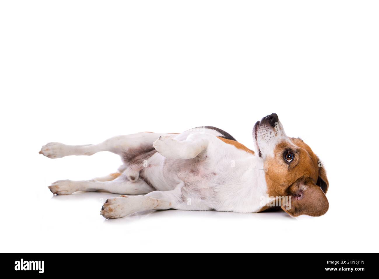 Adult beagle dog isolated on white background Stock Photo - Alamy
