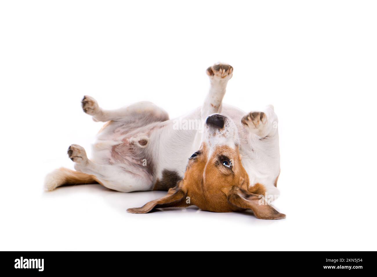 Adult beagle dog isolated on white background Stock Photo - Alamy