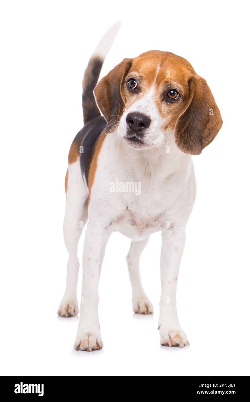 Adult beagle dog isolated on white background Stock Photo - Alamy