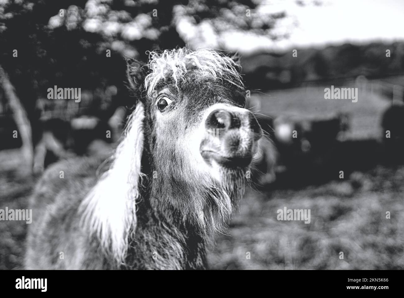A greyscale shot of a pony making a funny face Stock Photo - Alamy