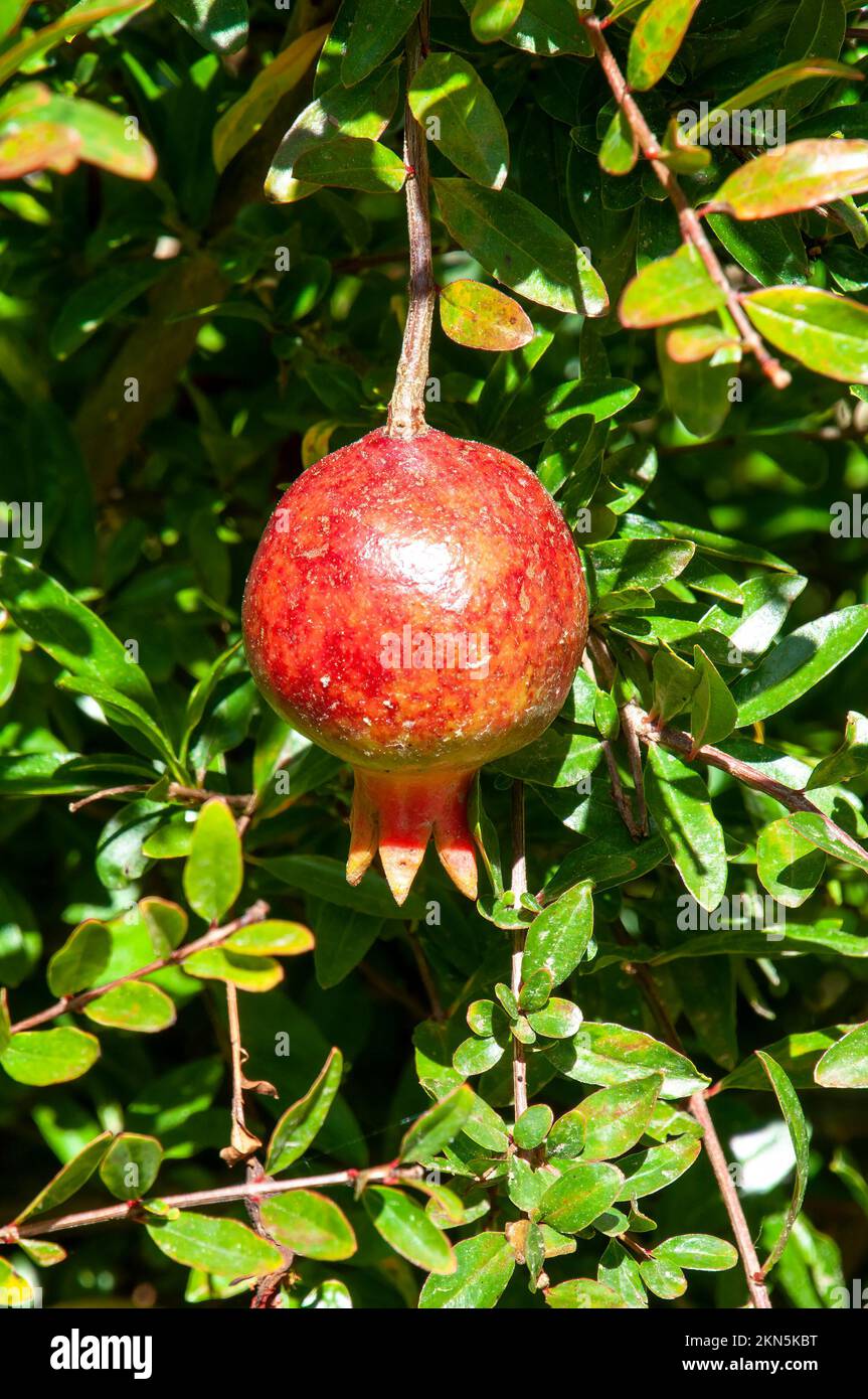 Orange Australia, fruit of a hedge plant Stock Photo - Alamy