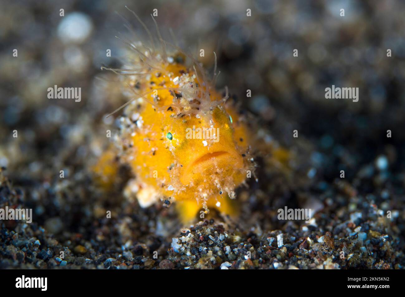 Hairy frogfish - Antennarius striatus on coral reef in the Indo pacific ...