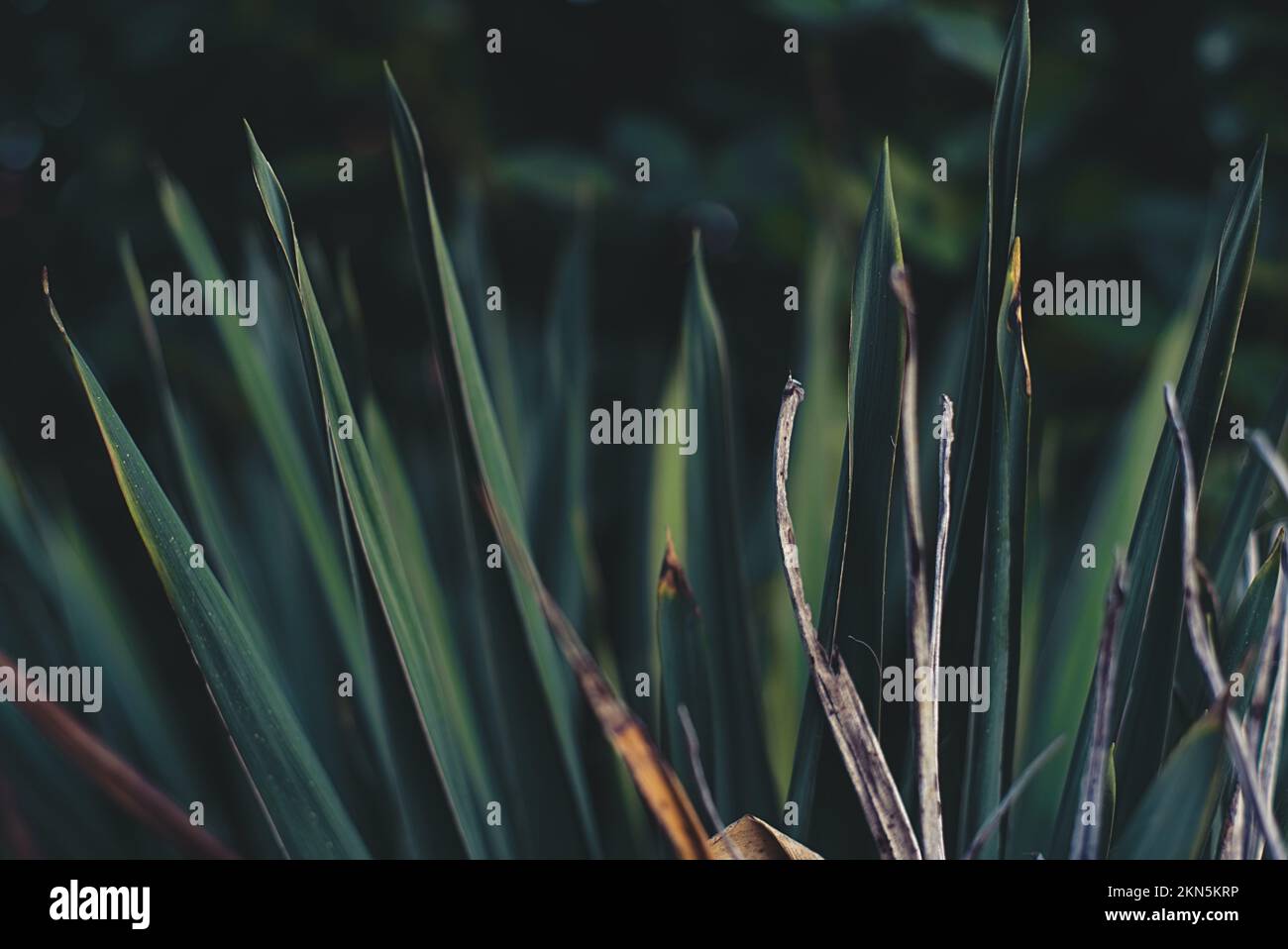 A spikey leaf plant with blurry background Stock Photo - Alamy