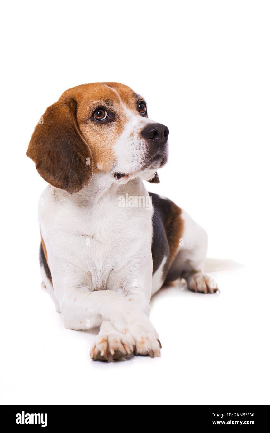 Adult beagle dog isolated on white background Stock Photo - Alamy