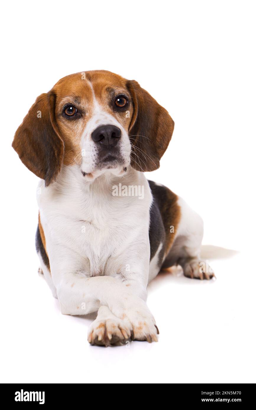 Adult beagle dog isolated on white background Stock Photo - Alamy