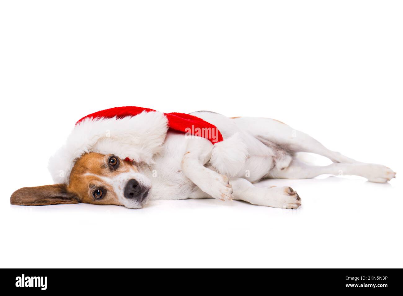Beagle dog with santa hat isolated on white Stock Photo - Alamy