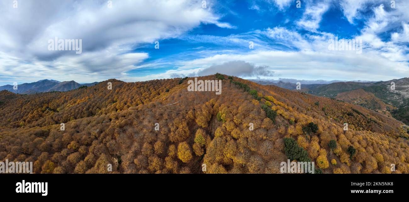 aerial view of the copper forest in the Genal valley, Spain Stock Photo ...