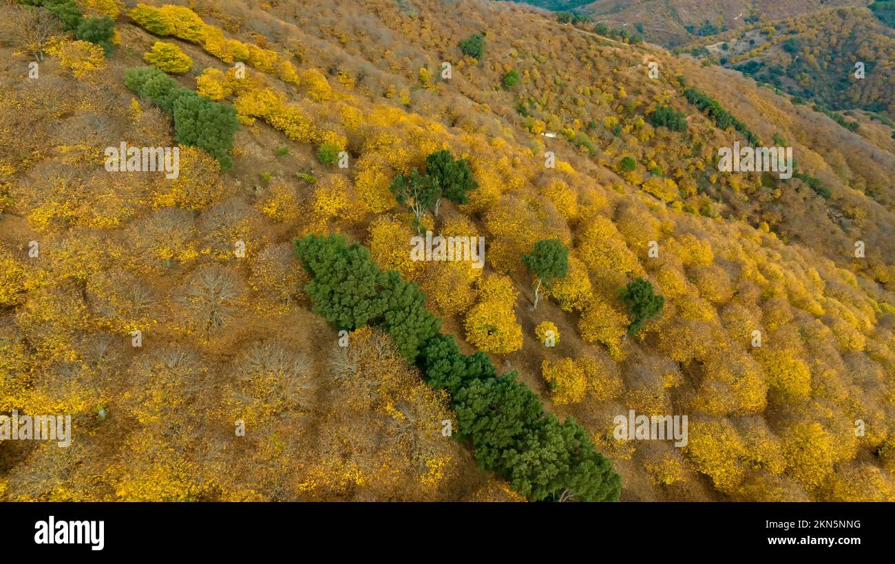 aerial view of the copper forest in the Genal valley, Spain Stock Photo ...