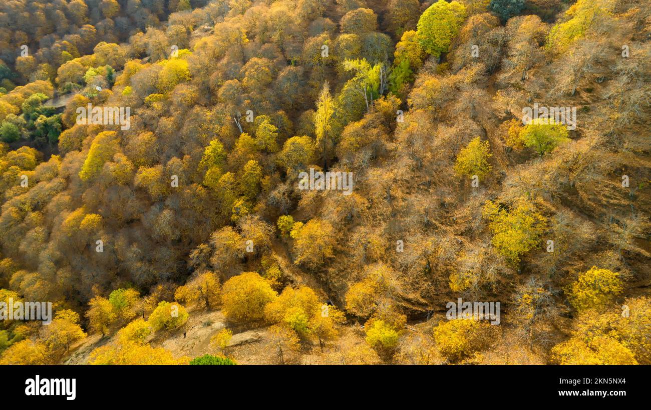 aerial view of the copper forest in the Genal valley, Spain Stock Photo ...