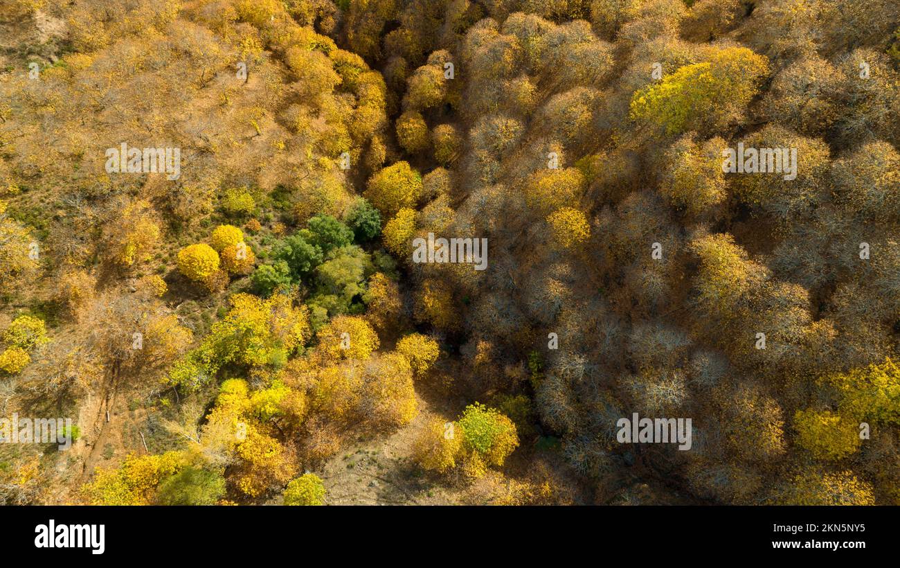 aerial view of the copper forest in the Genal valley, Spain Stock Photo ...