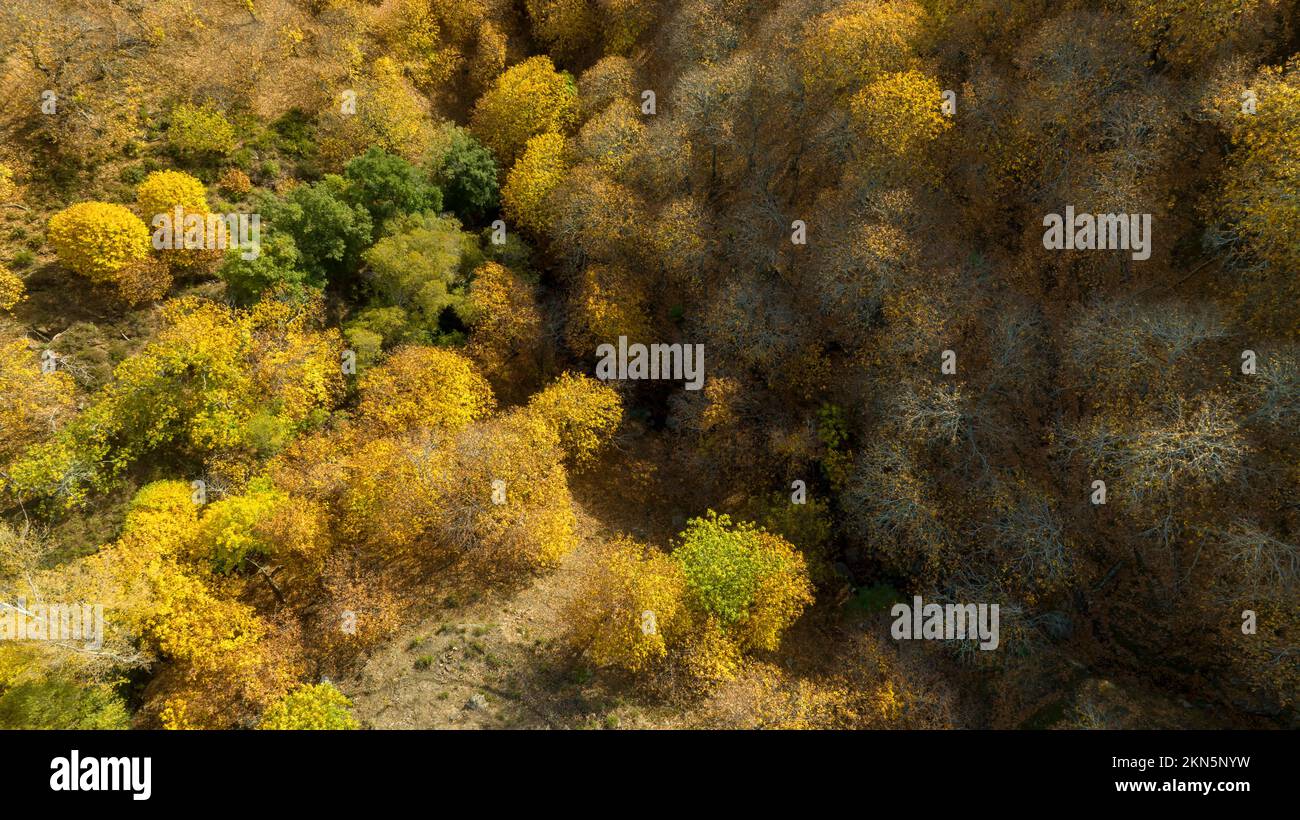 aerial view of the copper forest in the Genal valley, Spain Stock Photo ...