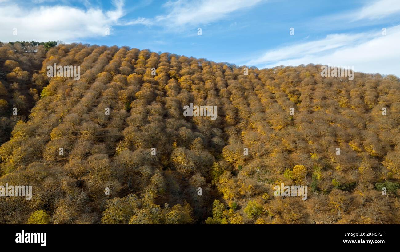 aerial view of the copper forest in the Genal valley, Spain Stock Photo ...