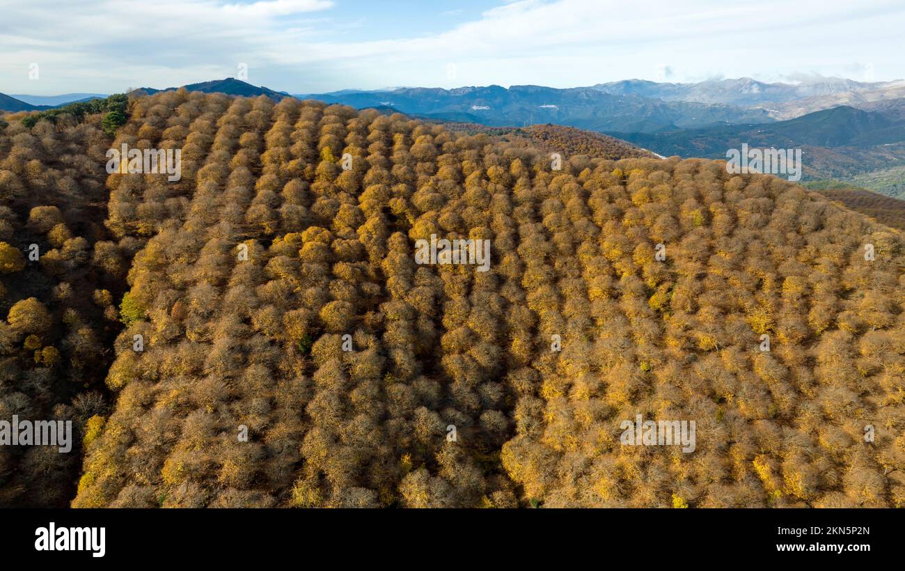 aerial view of the copper forest in the Genal valley, Spain Stock Photo ...