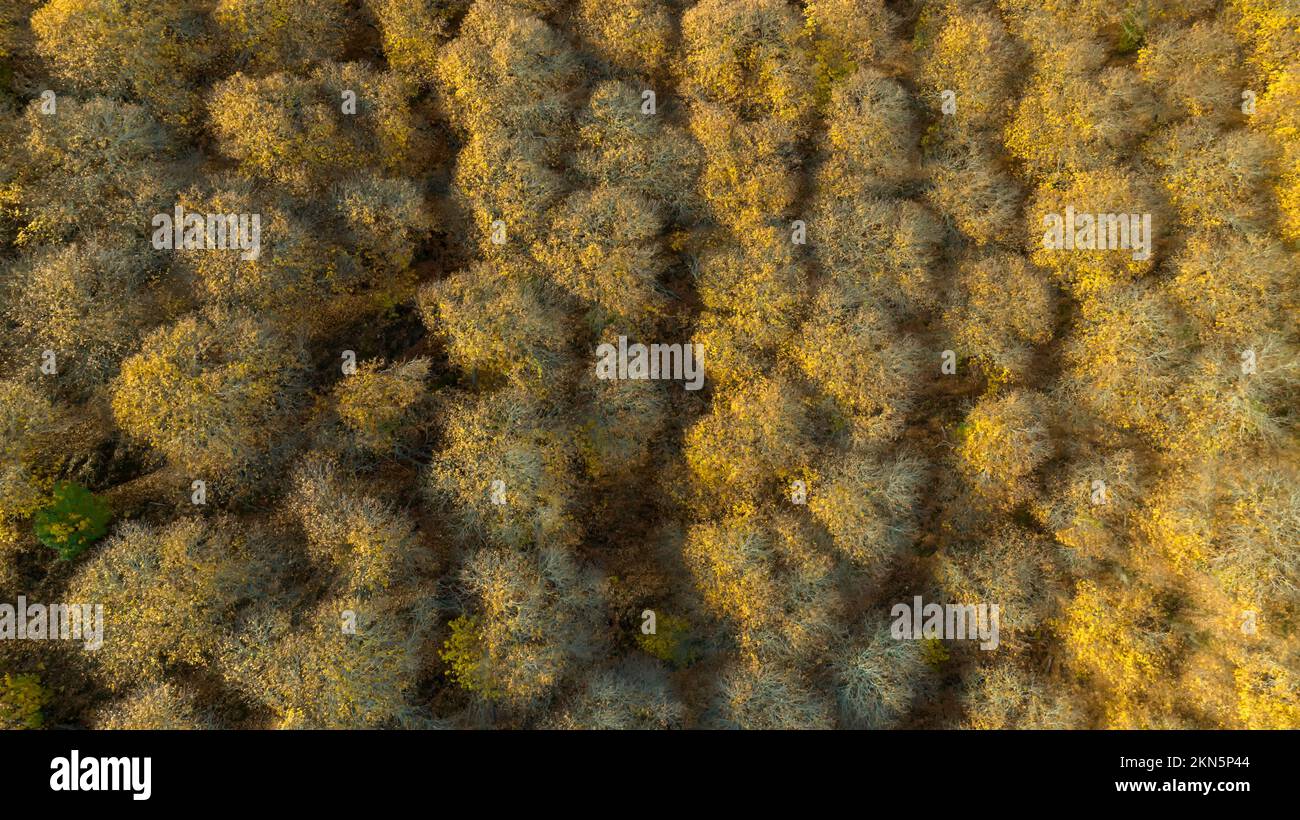 aerial view of the copper forest in the Genal valley, Spain Stock Photo ...