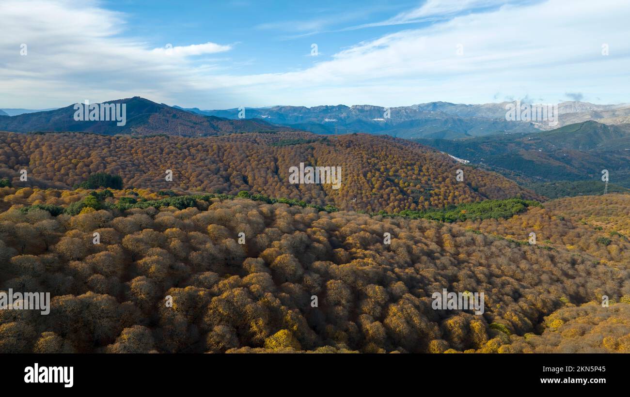 aerial view of the copper forest in the Genal valley, Spain Stock Photo ...