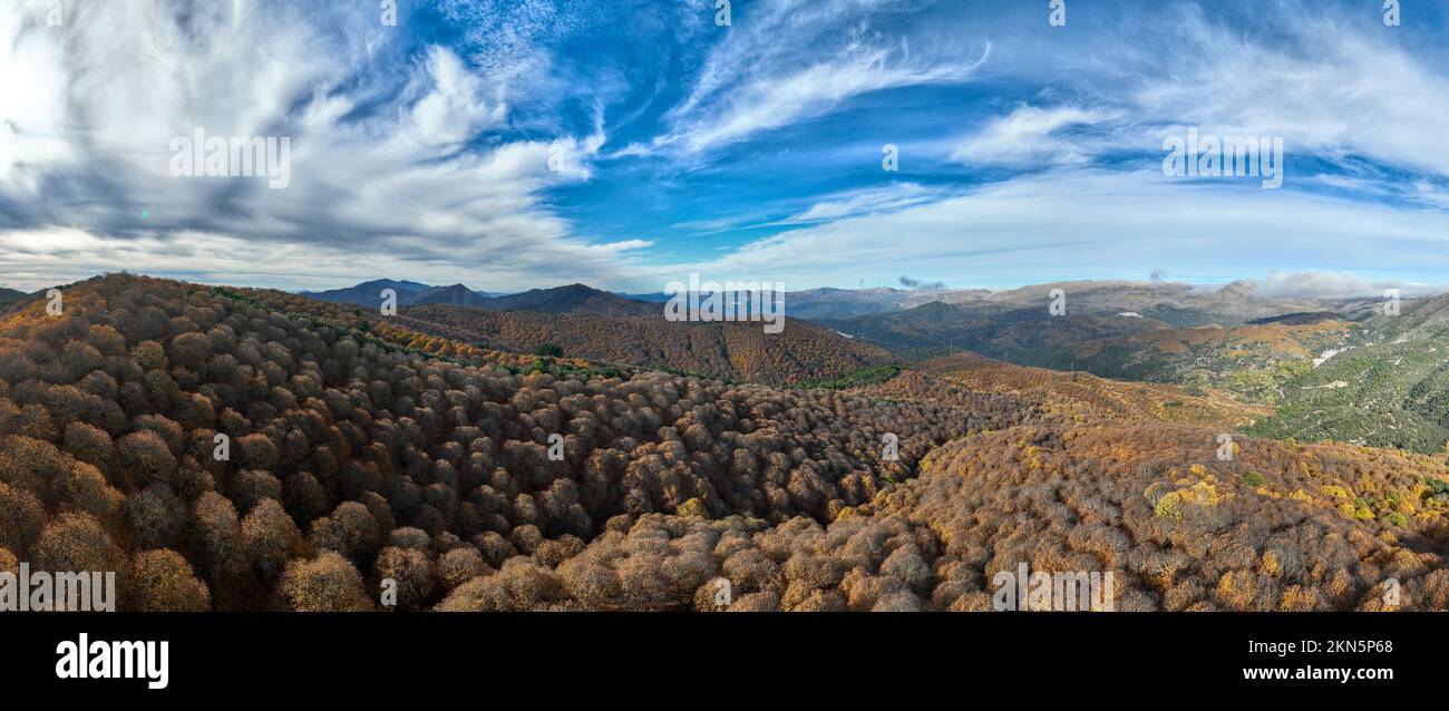 aerial view of the copper forest in the Genal valley, Spain Stock Photo ...