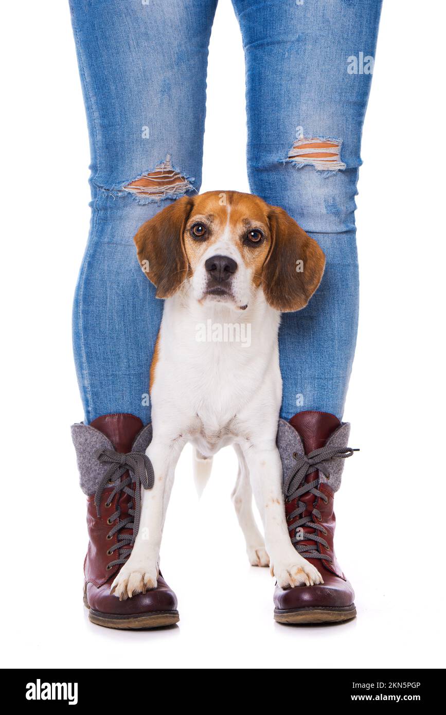 Adult beagle dog between human legs isolated on white background Stock ...