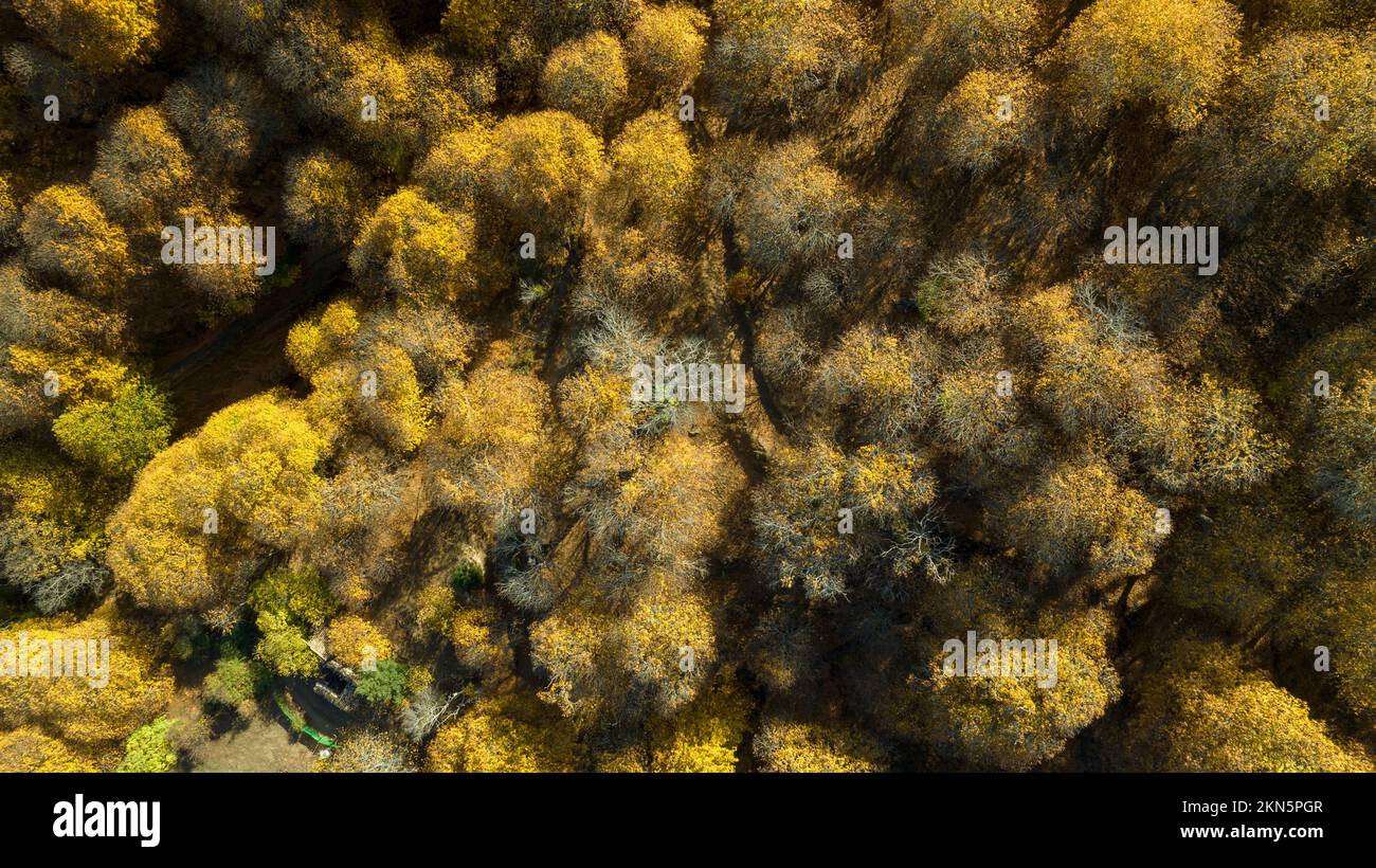aerial view of the copper forest in the Genal valley, Spain Stock Photo ...