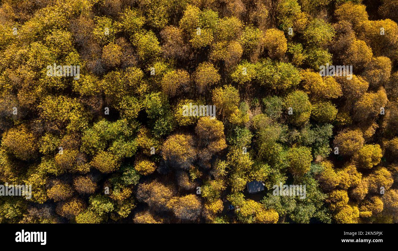 aerial view of the copper forest in the Genal valley, Spain Stock Photo ...