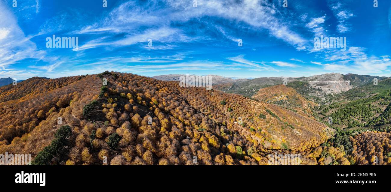 aerial view of the copper forest in the Genal valley, Spain Stock Photo ...