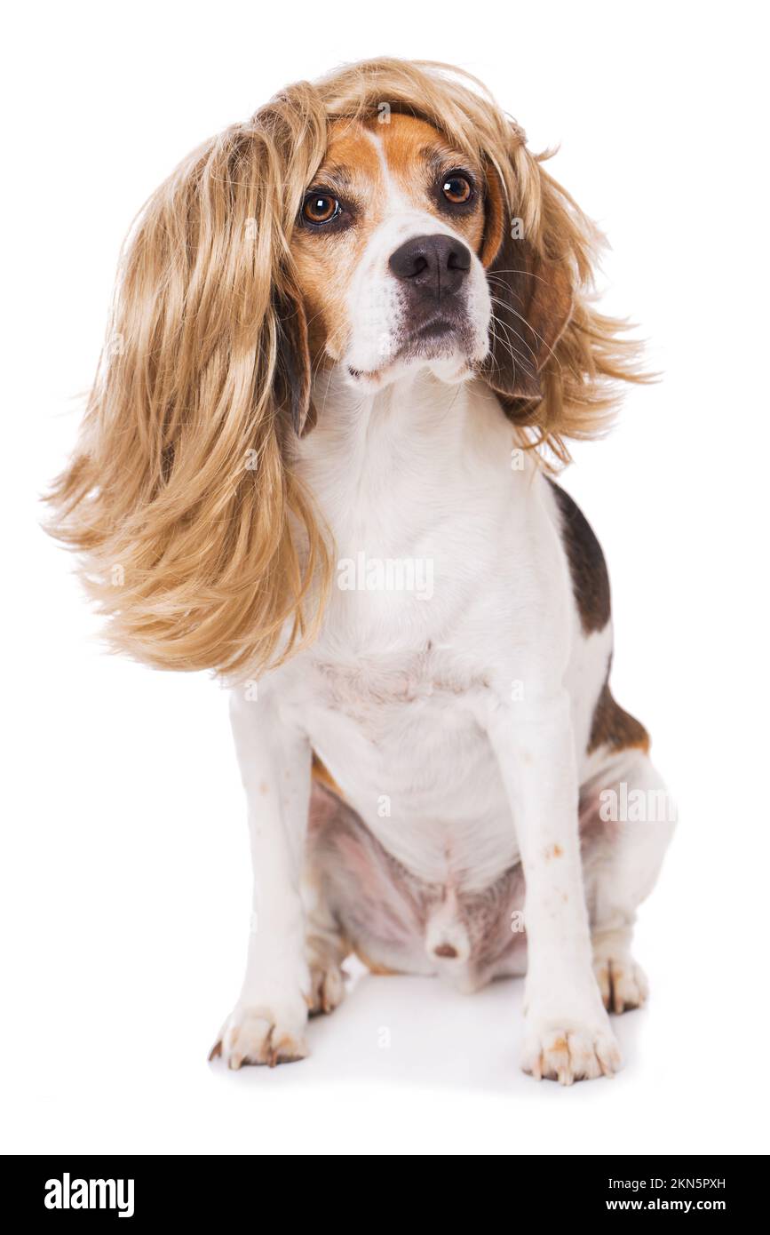 Adult beagle dog isolated on white background Stock Photo - Alamy