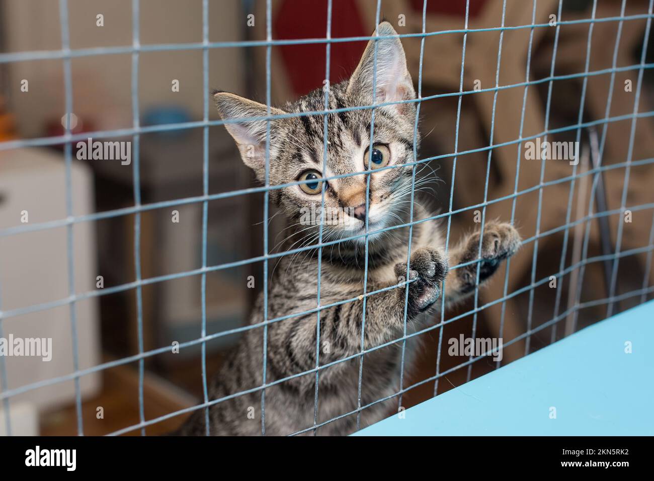 Sad Kittens In Cages