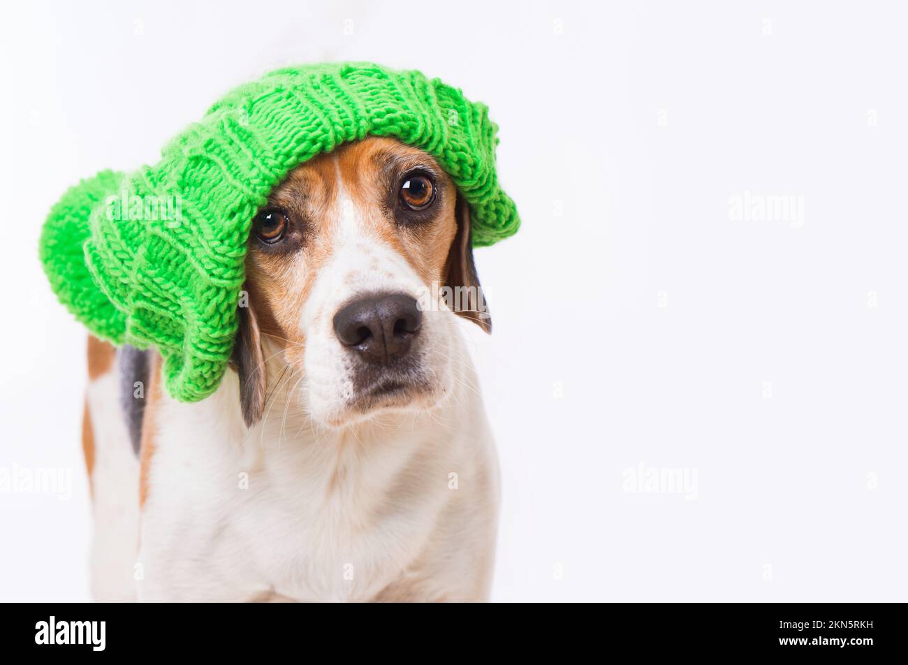 Adult beagle dog isolated on white background Stock Photo - Alamy