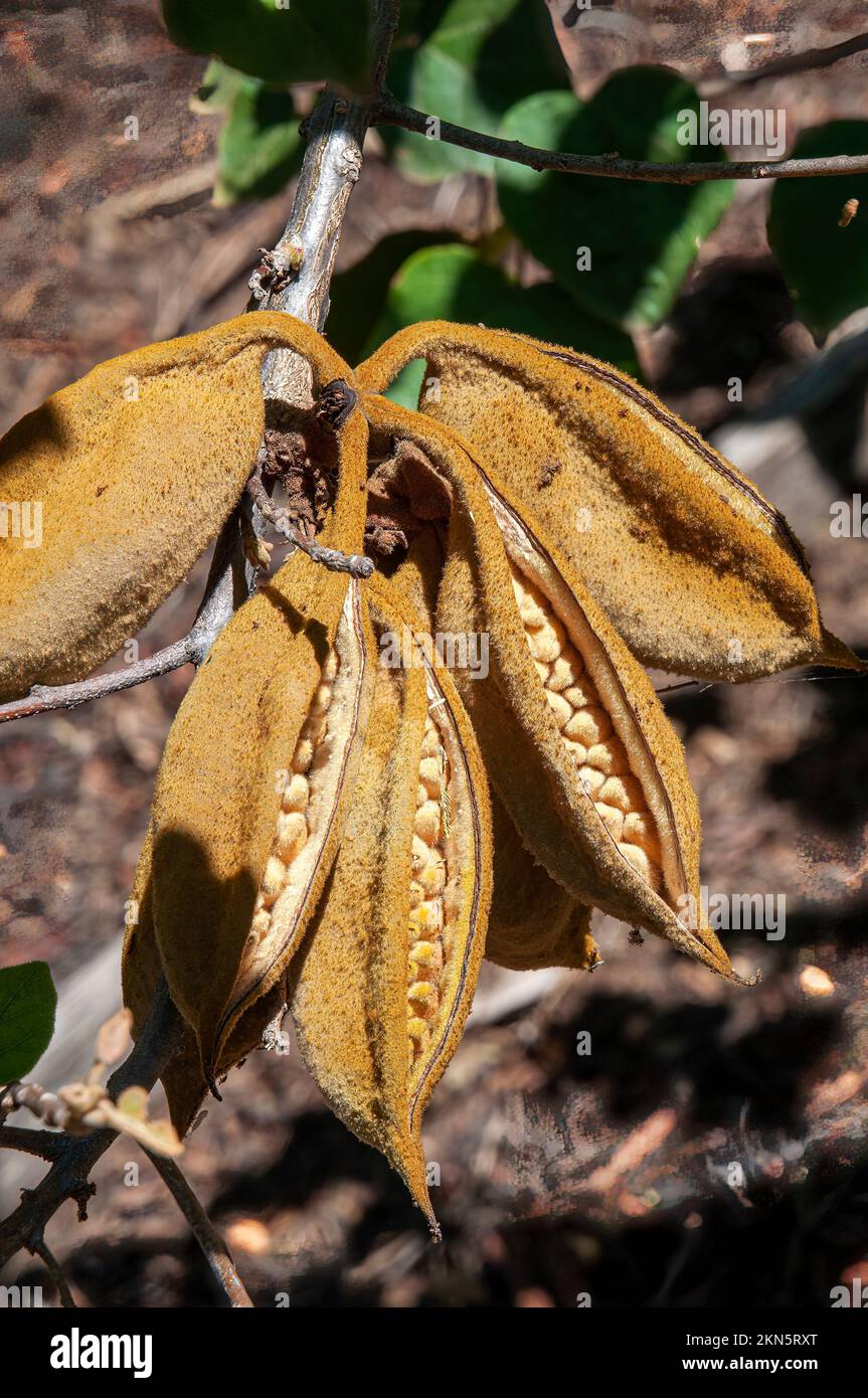 Dubbo Australia, open seed pods of a brachychiton bidwillii Stock Photo ...