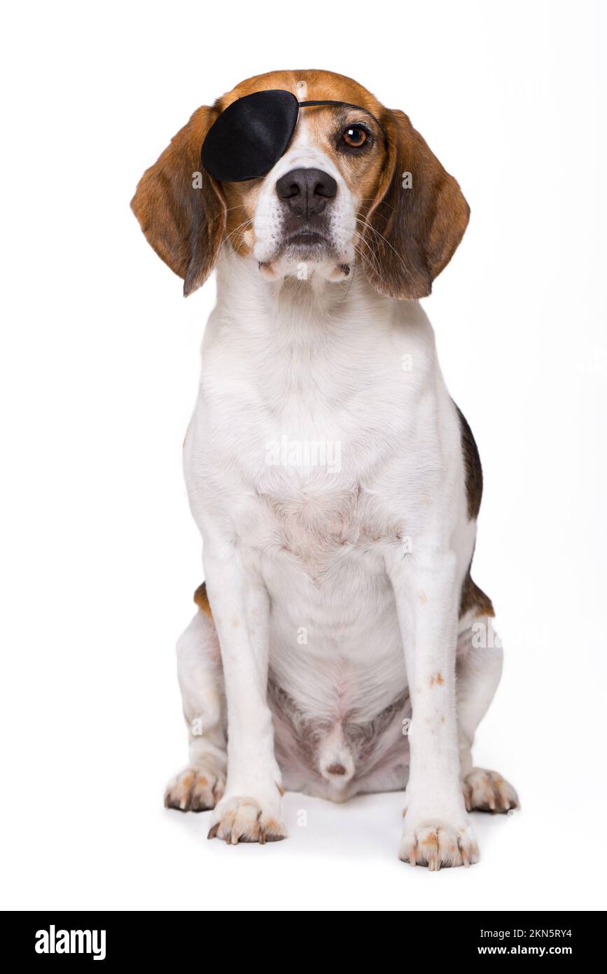 Adult beagle dog isolated on white background Stock Photo - Alamy