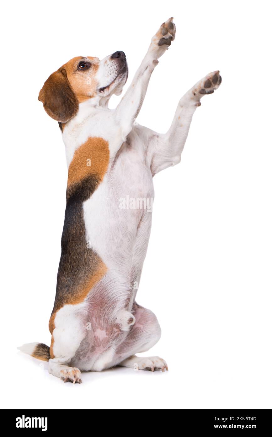 Adult beagle dog isolated on white background Stock Photo - Alamy