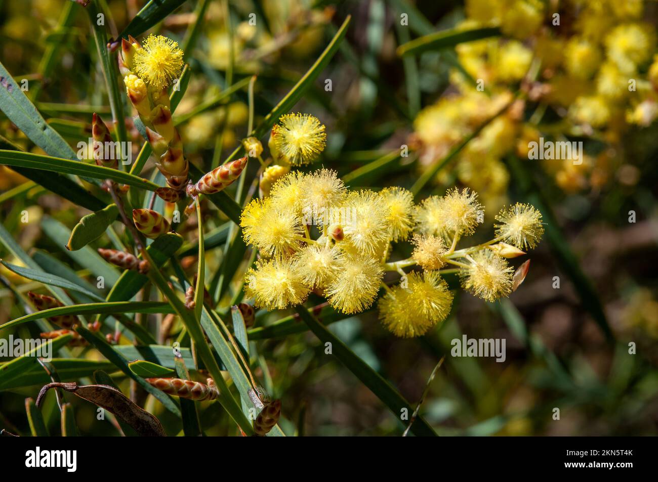 Flinders range wattle acacia iteaphylla hi-res stock photography and ...