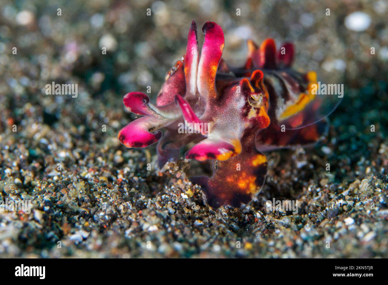Flamboyant cuttlefish crawling a long coral reef in the Indo Pacific ...