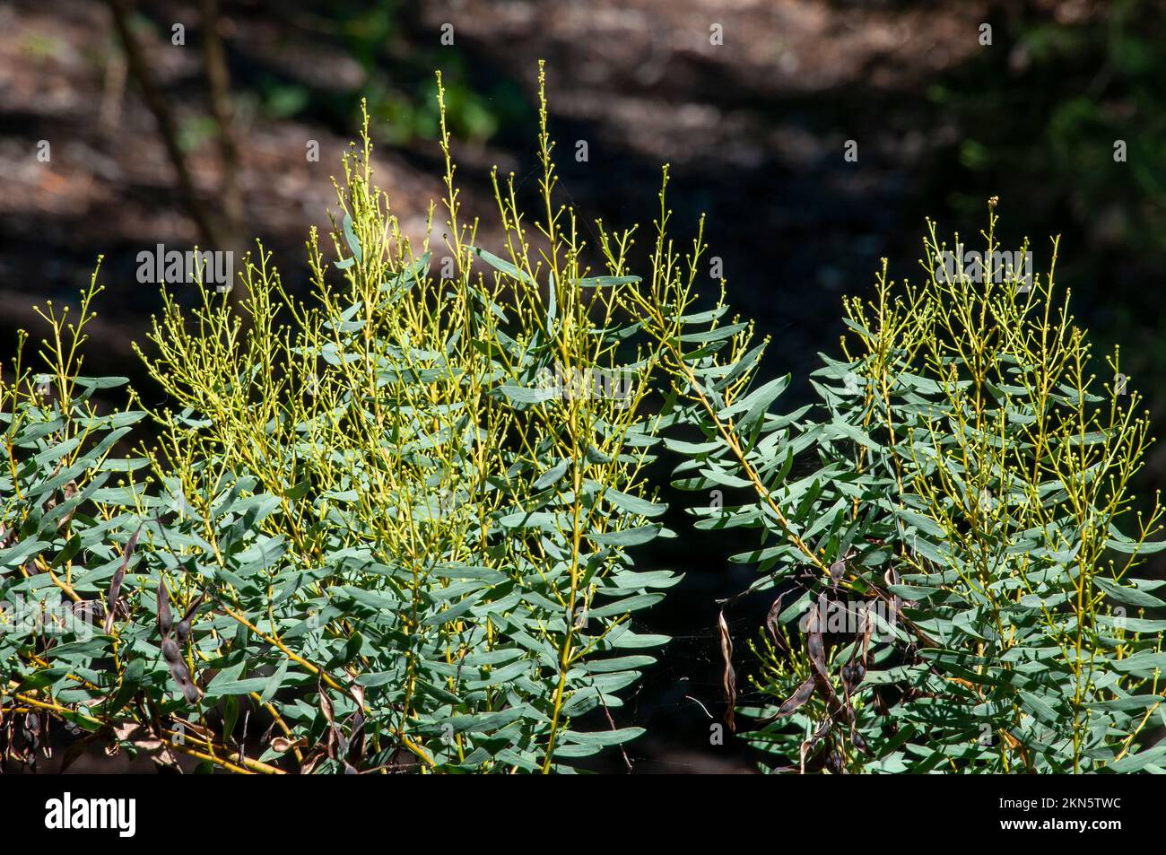 Dubbo Australia, new growth on a eucalyptus tree Stock Photo - Alamy