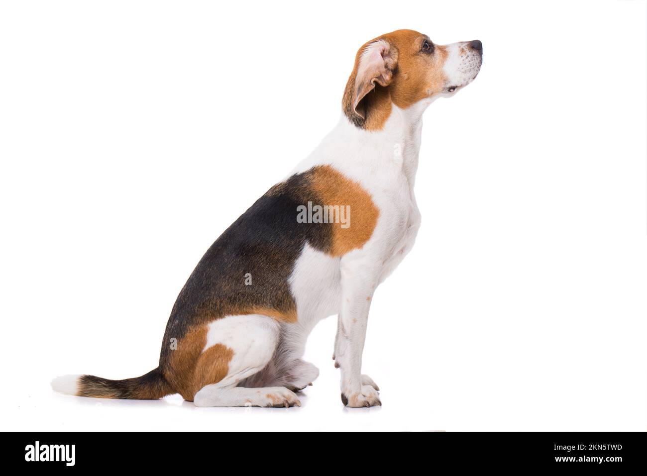 Adult beagle dog isolated on white background Stock Photo - Alamy