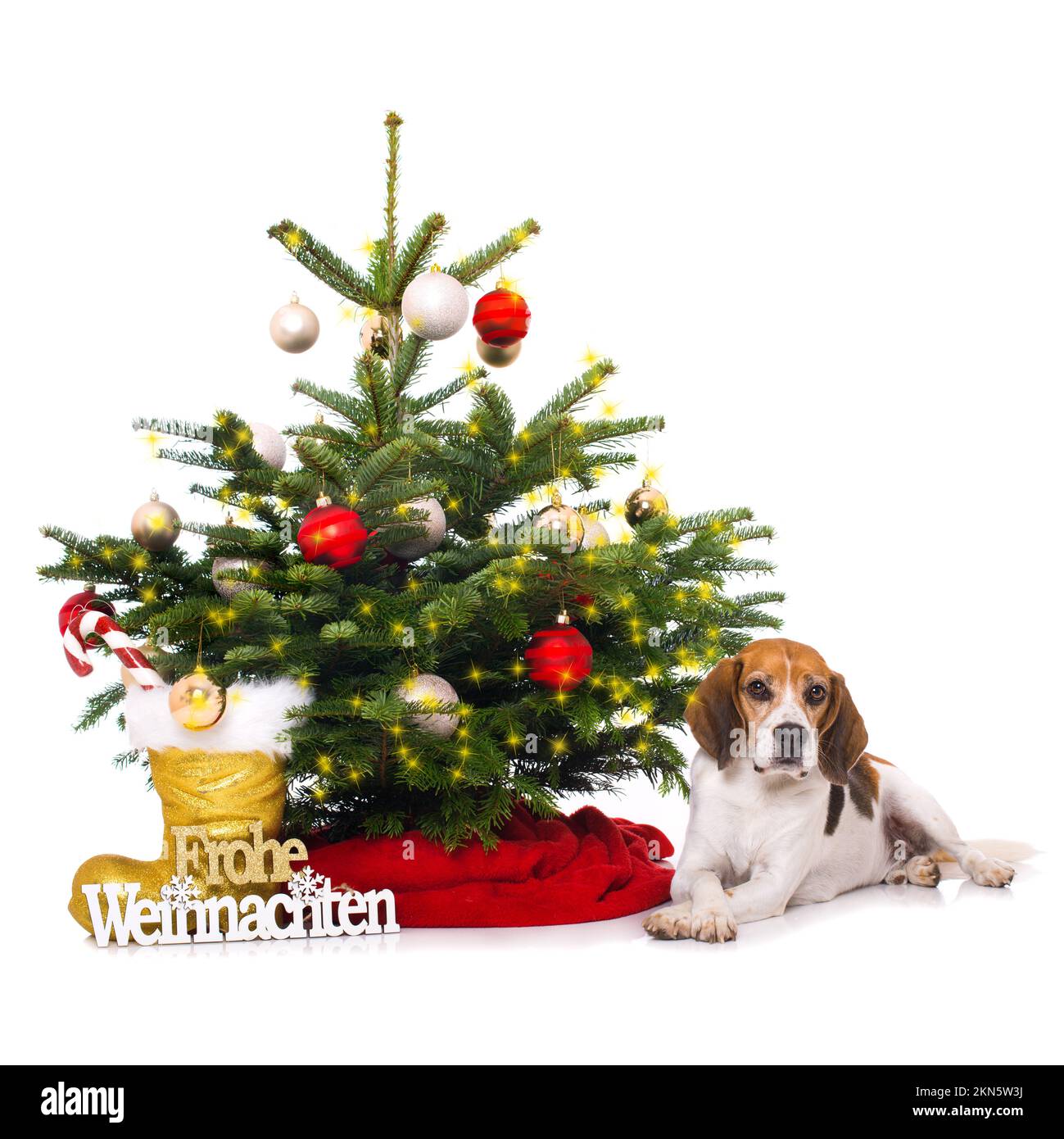 Beagle with christmas decoration isolated on white background Stock ...