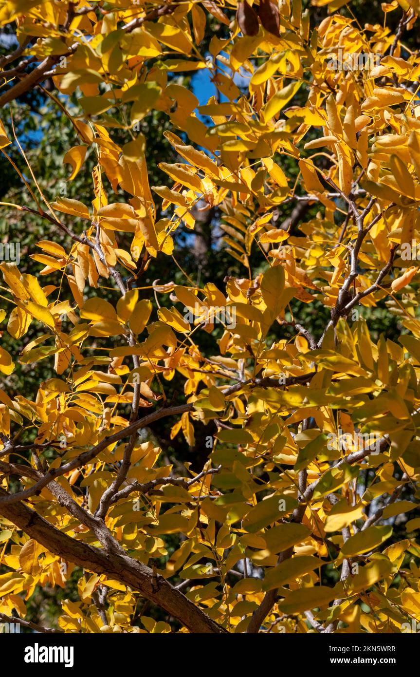 Dubbo Australia, autumn leaves of a golden robinia tree on a sunny ...