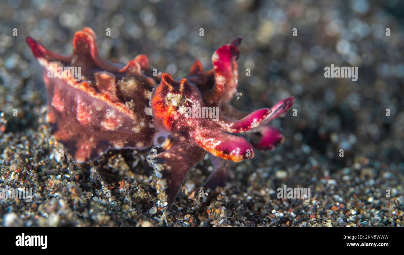 Flamboyant cuttlefish crawling a long coral reef in the Indo Pacific ...