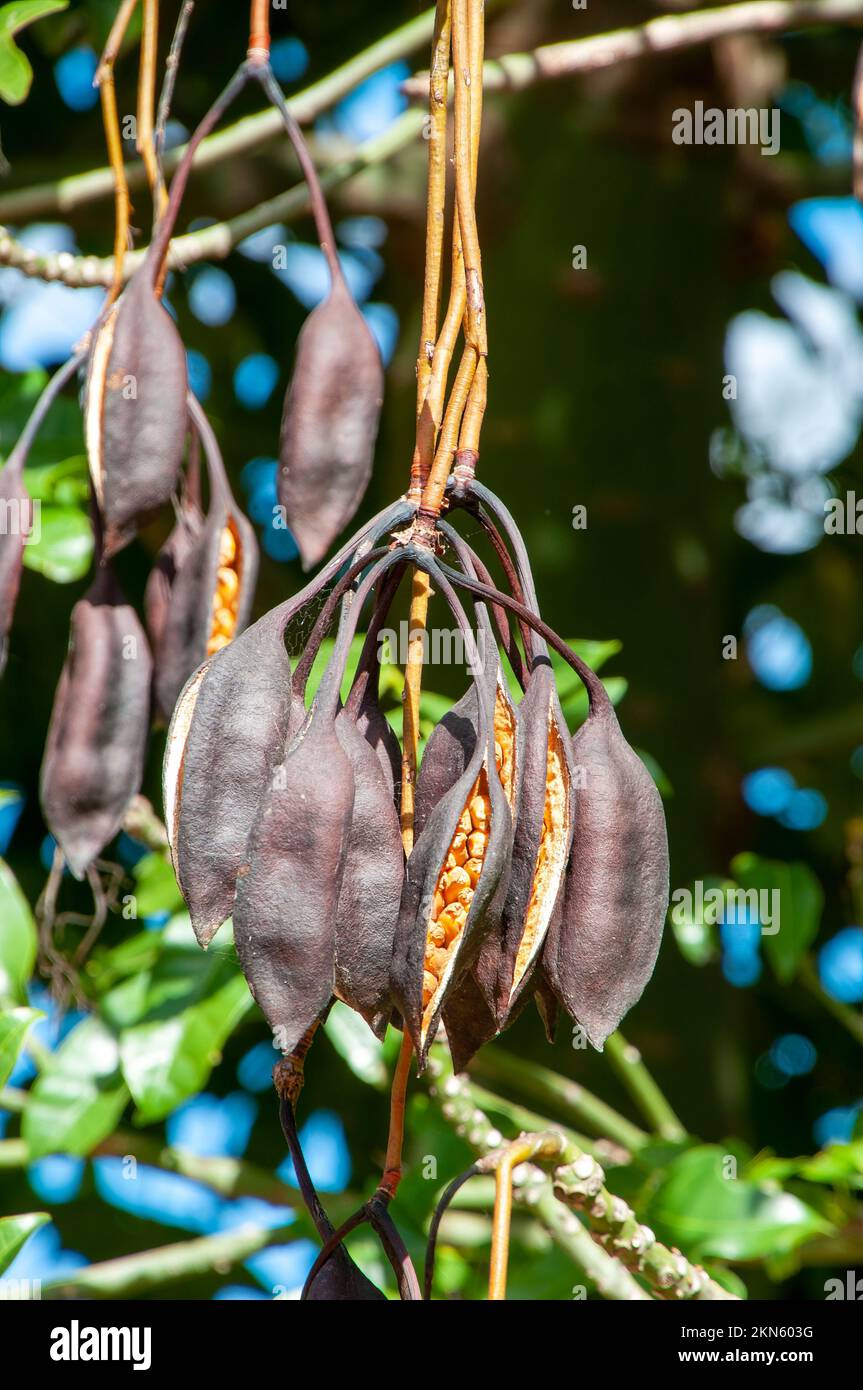 Suspended hanging australia hi-res stock photography and images - Alamy